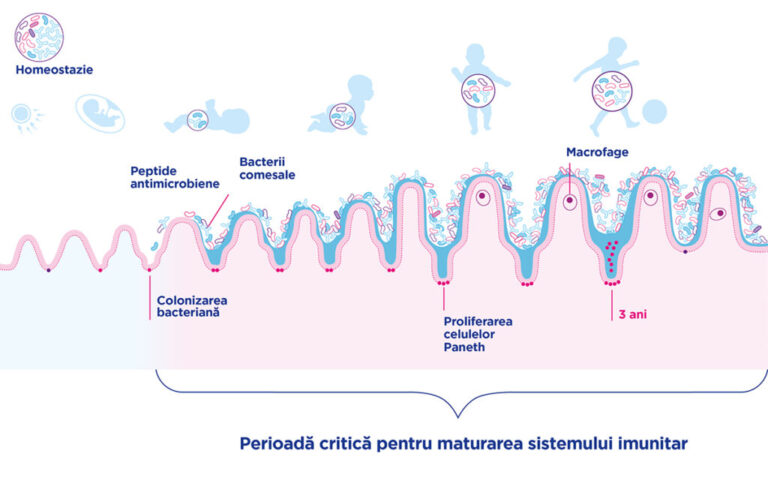 Sistemul imunitar începe la nivel intestinal - NutriciaMed
